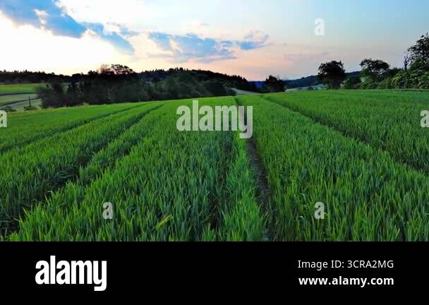 Green small fruit crop trees grow in a wide farmers dense meadow with ...