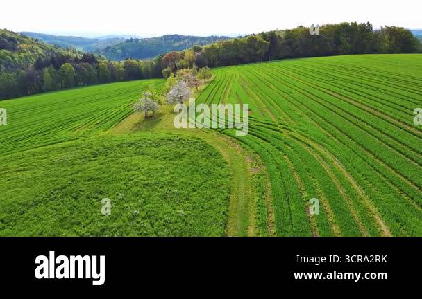 Green agricultural farm countryside with green cereal growing fields ...