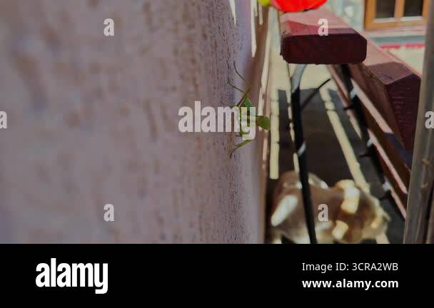 Close-up video of a green praying mantis on a rough, textured wall. The ...