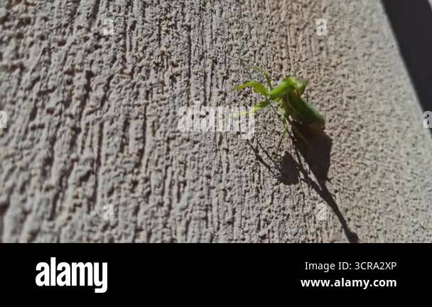 Close-up video of a green praying mantis on a rough, textured wall. The ...