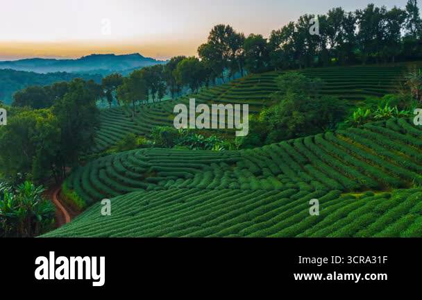 Time lapse of 101 tea plantation in bright day on sunrise background ...