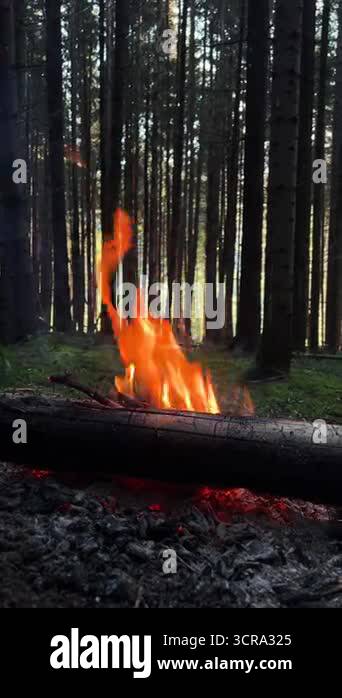Calm campfire in morning forest. Warm bonfire, burning old wood in ...