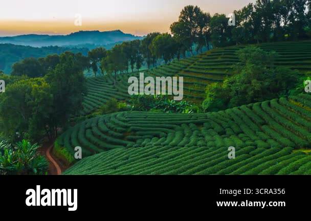 Time lapse of 101 tea plantation in bright day on sunrise background ...