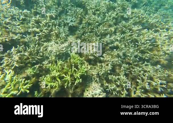 Underwater snorkelling view of beautiful tropical reef fish and corals ...