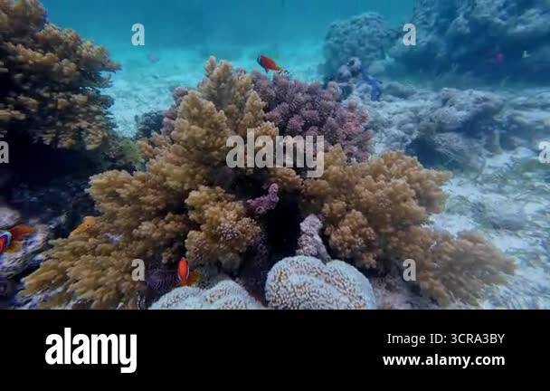 Underwater snorkelling view of beautiful tropical reef fish and corals ...
