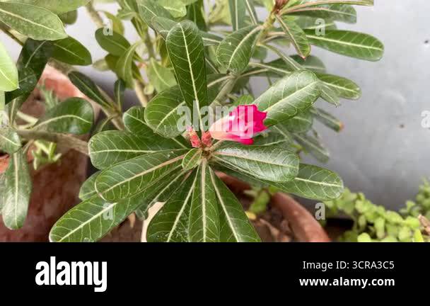 A young pink bud of Desert Rose in a pot, perfect for ornamental ...