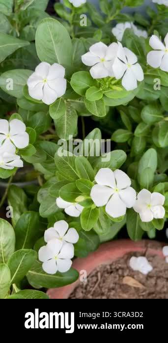 Elegant periwinkle flowers with pure white petals and bright green ...