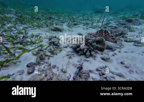 Underwater snorkelling view of beautiful tropical reef fish and corals ...
