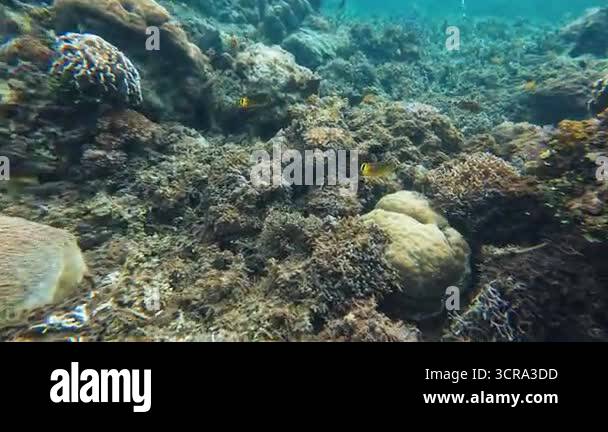 Underwater snorkelling view of beautiful tropical reef fish and corals ...