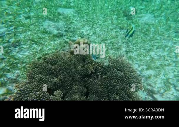 Underwater snorkelling view of beautiful tropical reef fish and corals ...