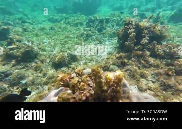 Underwater snorkelling view of beautiful tropical reef fish and corals ...