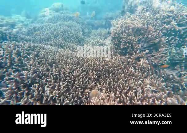 Underwater snorkelling view of beautiful tropical reef fish and corals ...