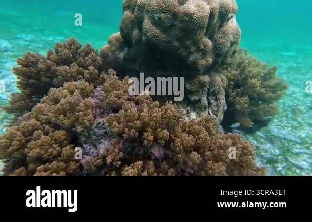 Underwater snorkelling view of beautiful tropical reef fish and corals ...