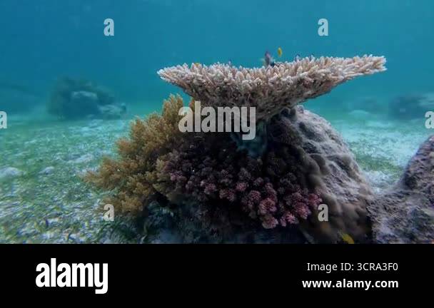 Underwater snorkelling view of beautiful tropical reef fish and corals ...