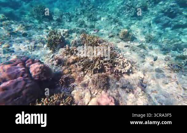 Underwater snorkelling view of beautiful tropical reef fish and corals ...