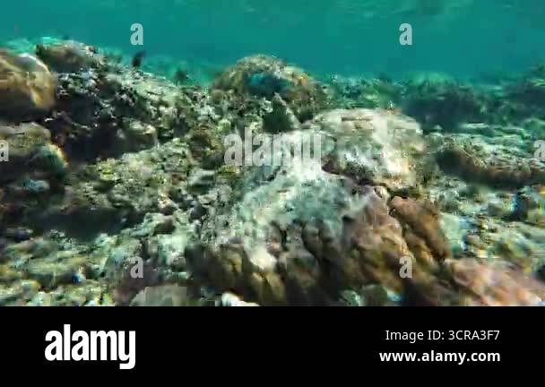 Underwater snorkelling view of beautiful tropical reef fish and corals ...