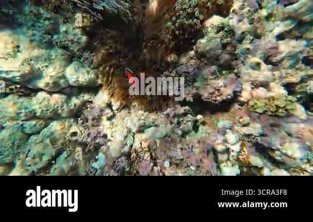Underwater snorkelling view of beautiful tropical reef fish and corals ...
