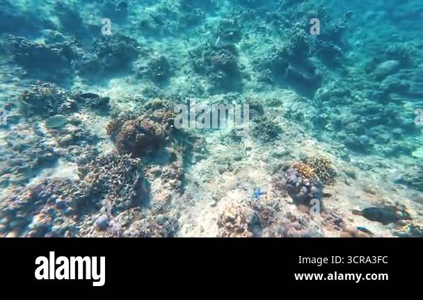 Underwater snorkelling view of beautiful tropical reef fish and corals ...