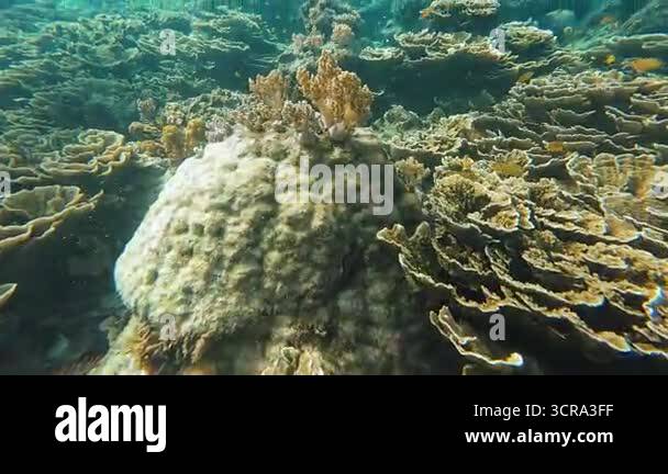 Underwater snorkelling view of beautiful tropical reef fish and corals ...