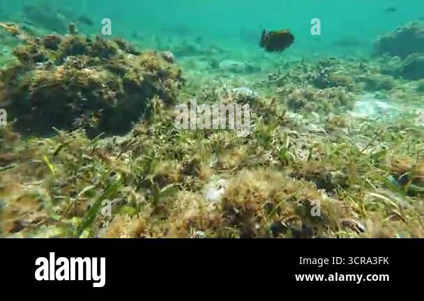 Underwater snorkelling view of beautiful tropical reef fish and corals ...