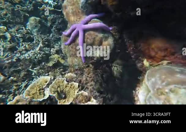 Underwater snorkelling view of beautiful tropical reef fish and corals ...