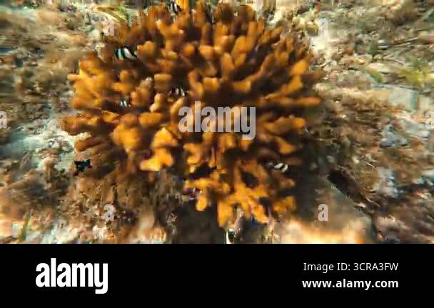 Underwater snorkelling view of beautiful tropical reef fish and corals ...