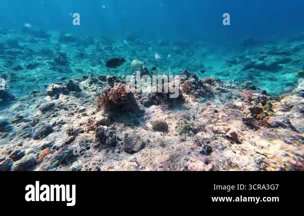 Underwater snorkelling view of beautiful tropical reef fish and corals ...
