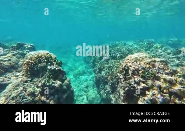 Underwater snorkelling view of beautiful tropical reef fish and corals ...