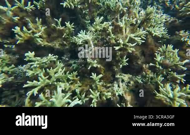 Underwater snorkelling view of beautiful tropical reef fish and corals ...