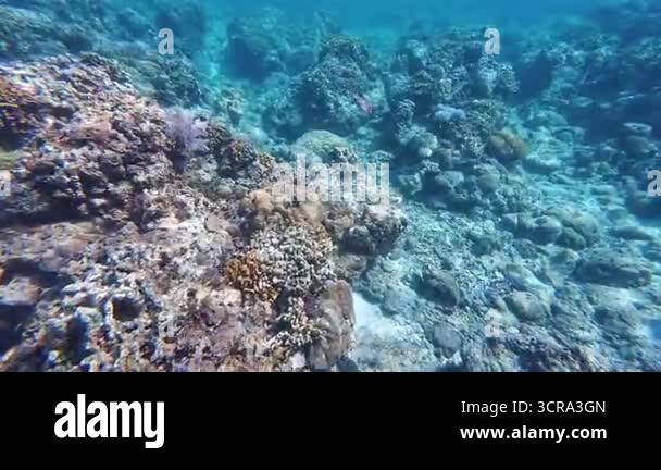 Underwater snorkelling view of beautiful tropical reef fish and corals ...
