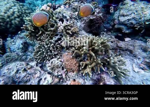 Underwater snorkelling view of beautiful tropical reef fish and corals ...