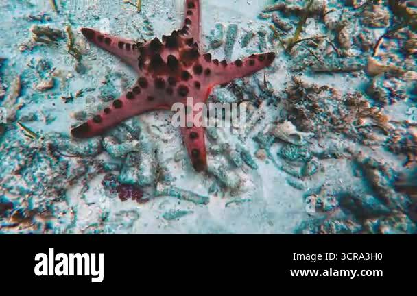 Underwater snorkelling view of beautiful tropical reef fish and corals ...