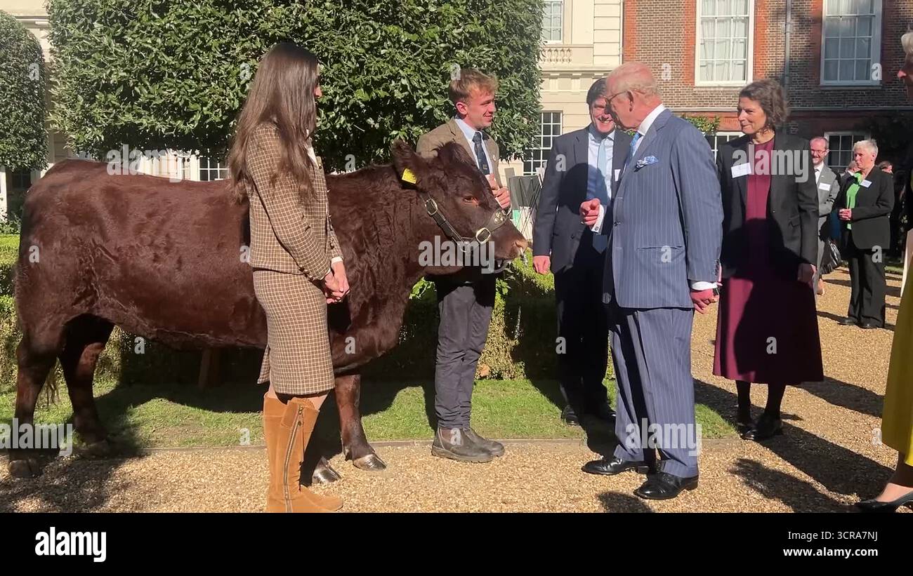 King meets Poppy the cow at Clarence House Stock Video Footage - Alamy