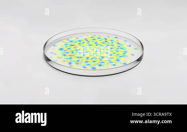 Yellow and blue bacterial colonies grow on a clear glass Petri dish ...