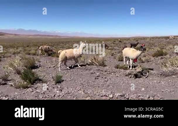 Video footage of cute wild llamas in the Atacama desert in high ...