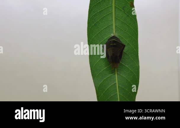 A captivating time lapse closeup video of the Common Baron butterfly ...
