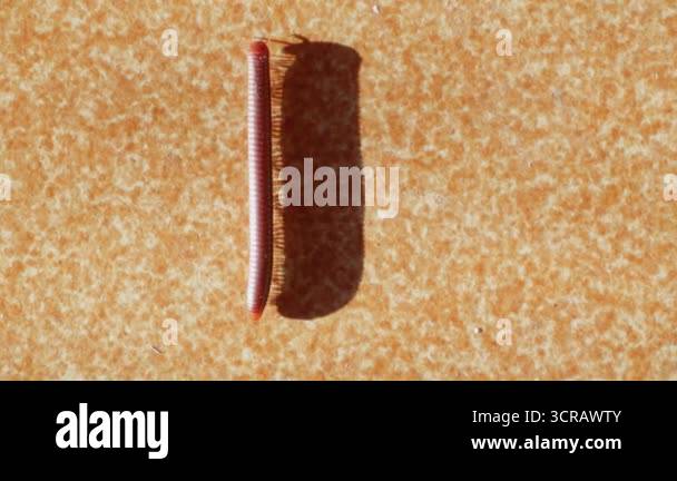 Millipede crawling on the floor with sunright beam. Wildlife. Slow ...