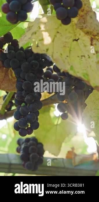 VERTICAL VIDEO: Harvest Season Grapes on Vine at Sunset. Grapes glowing ...