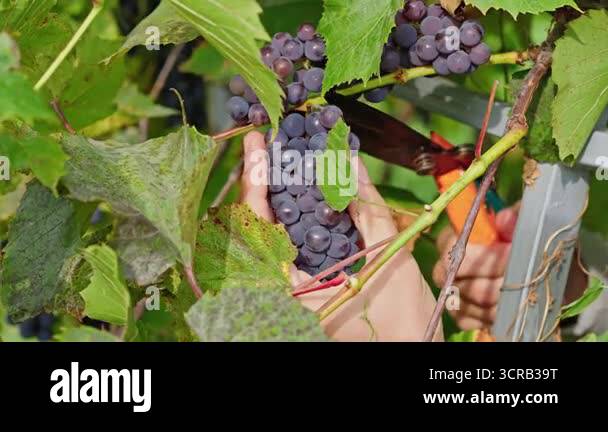 Farmer harvesting grapes. Hands with pruning shears cut a bunch of wine ...