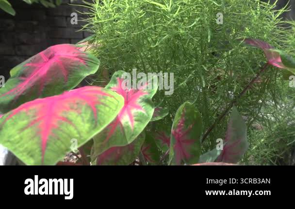 Slow motion of Patabahar or patabahari plant, Codiaeum variegatum ...