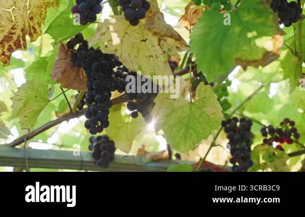 Harvest Season Grapes on Vine at Sunset. Grapes glowing in sunset light ...