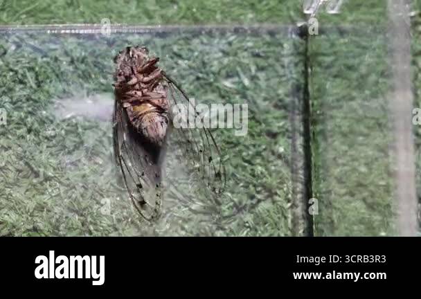 bottom view of Cicada Orni resting upside down on green grass, on a ...