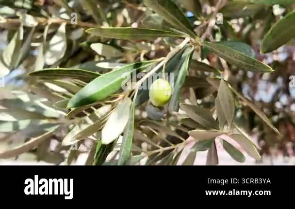 Fresh green olive picked from tree branch Stock Video Footage - Alamy