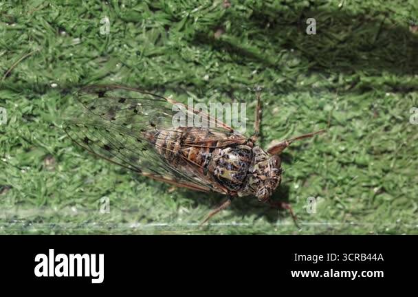 Cicada orni insect with transparent wings and brown body, resting on a ...