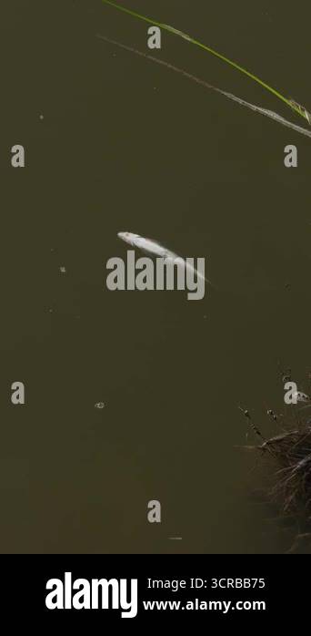A dead fish floats belly up in the river Stock Video Footage - Alamy