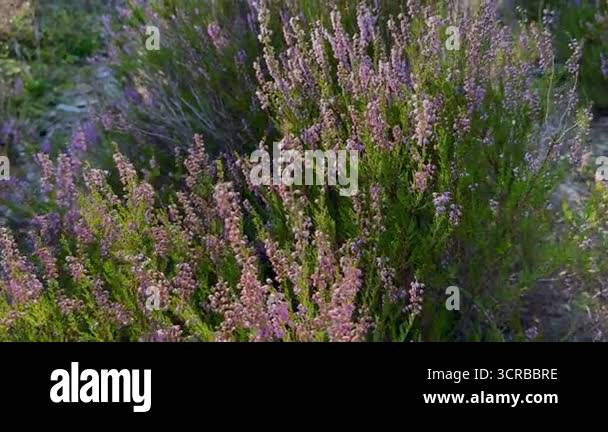 Heather flowering trees in Stock Videos & Footage - HD and 4K Video ...