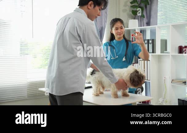A veterinarian in a work uniform examines a small dog lying on a table ...
