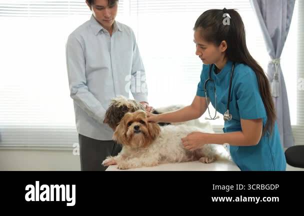 A veterinarian in a work uniform examines a small dog lying on a table ...