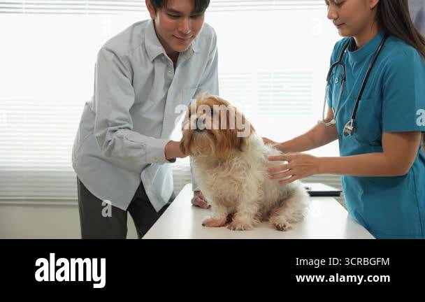 A veterinarian in a work uniform examines a small dog lying on a table ...