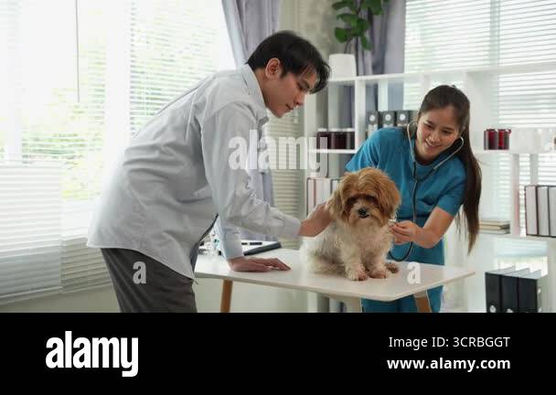 A veterinarian in a work uniform examines a small dog lying on a table ...